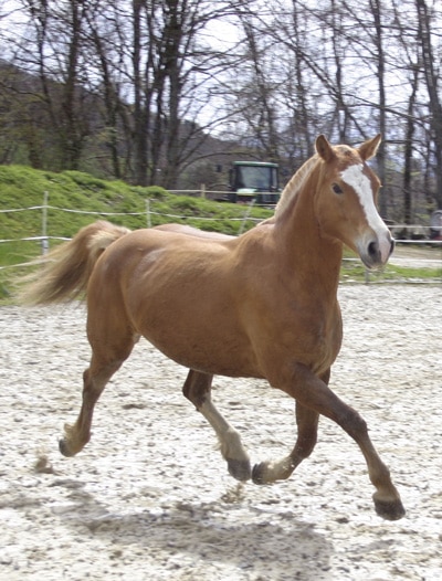 Accueil - Ranch du Rotzé